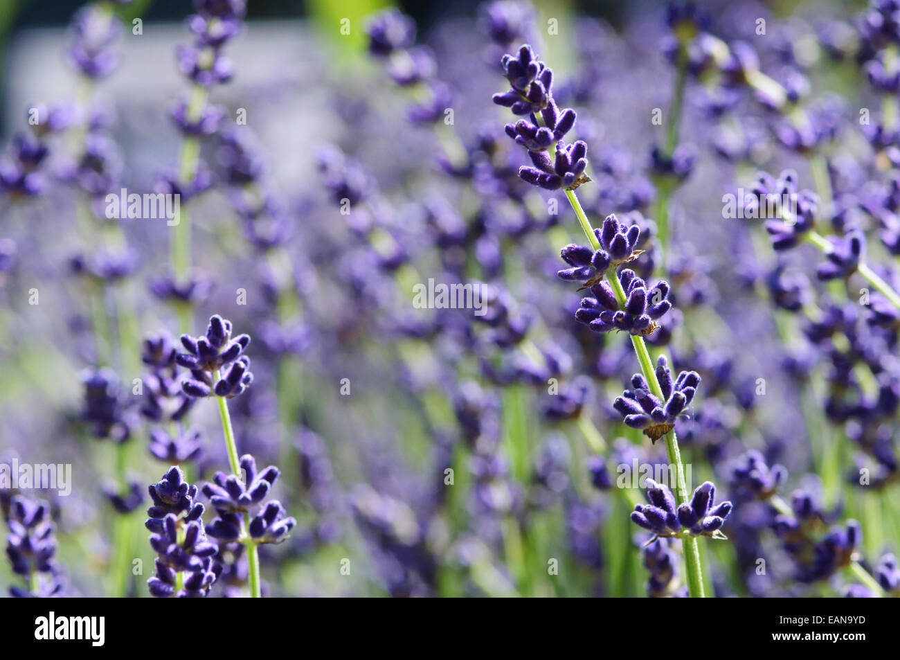 Group of lavender flowers hi-res stock photography and images - Alamy