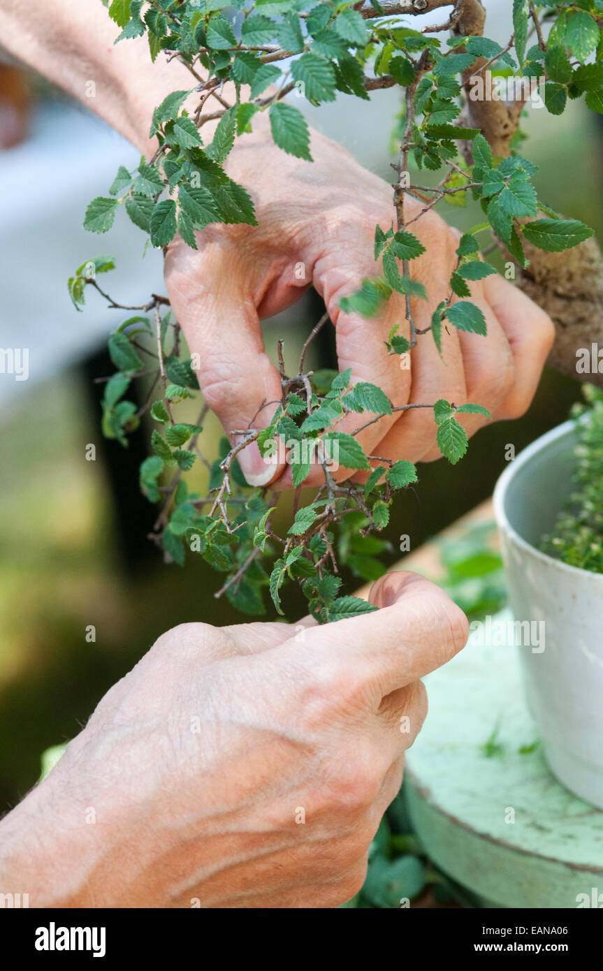 Tending plant hi-res stock photography and images - Alamy