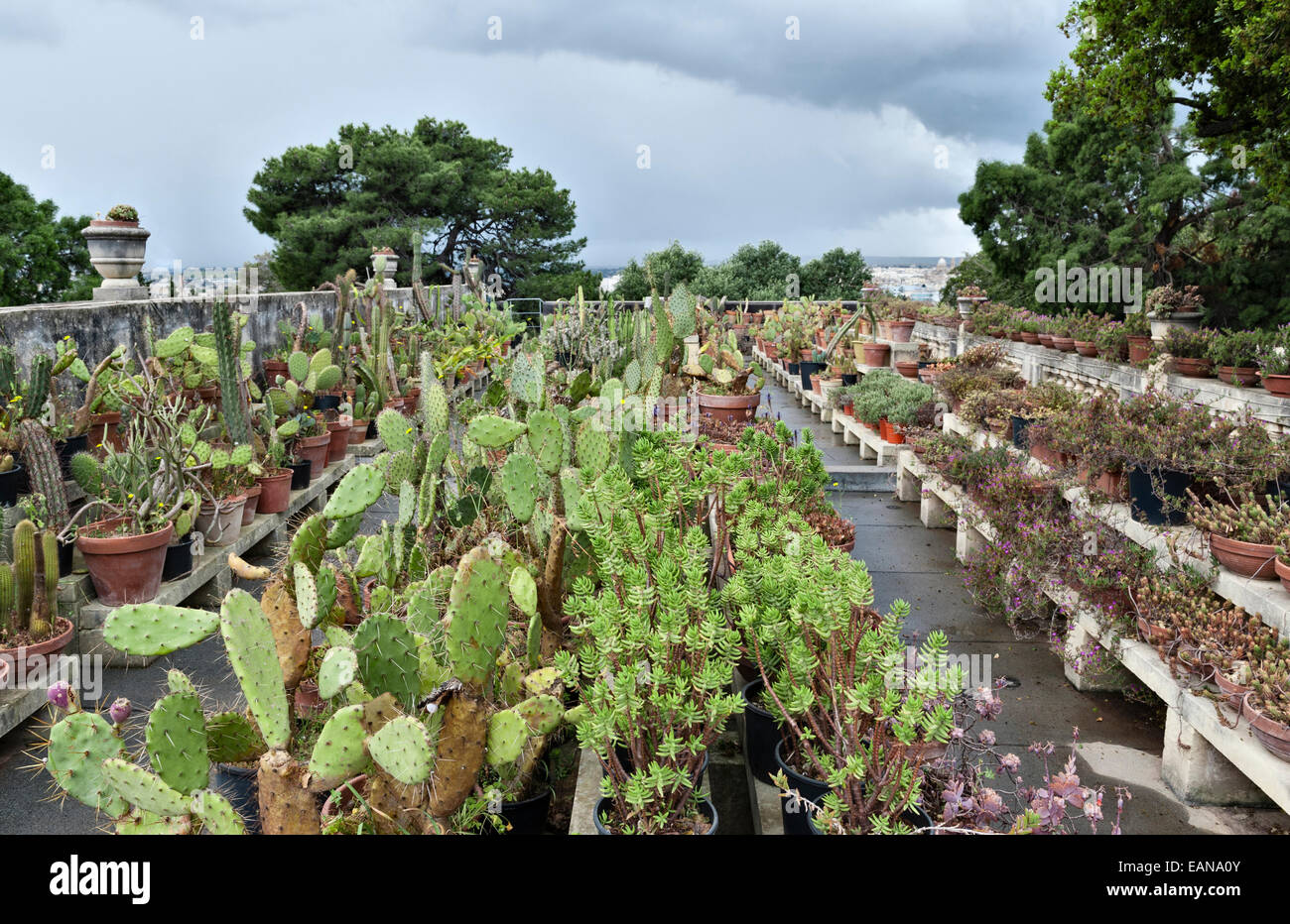 Cacti in botanical gardens in hi-res stock photography and images - Alamy