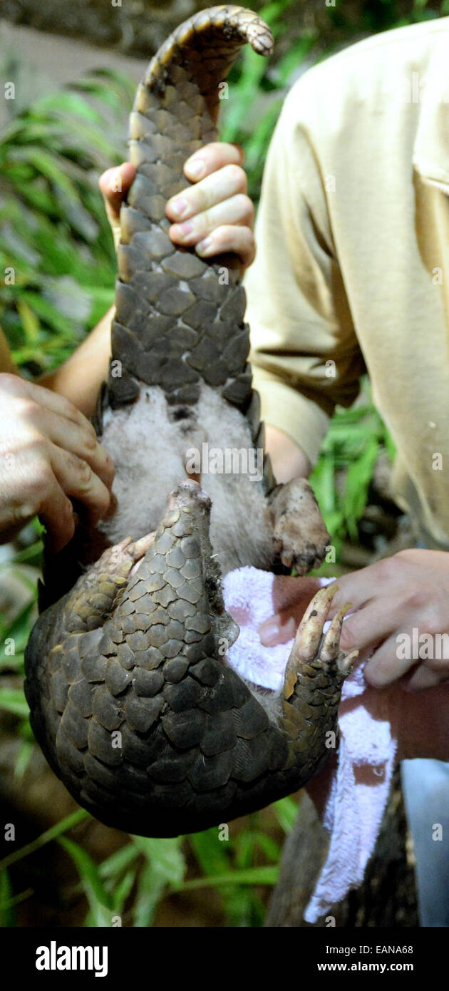 Pangolins photo hi-res stock photography and images - Alamy