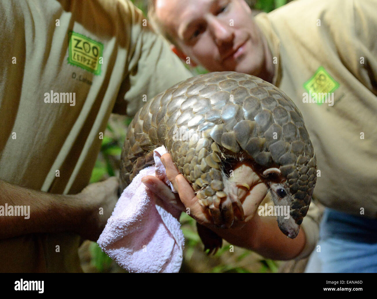Leipzig, Germany. 06th Nov, 2014. Zookeeper Ruben Holland uses a cloth ...