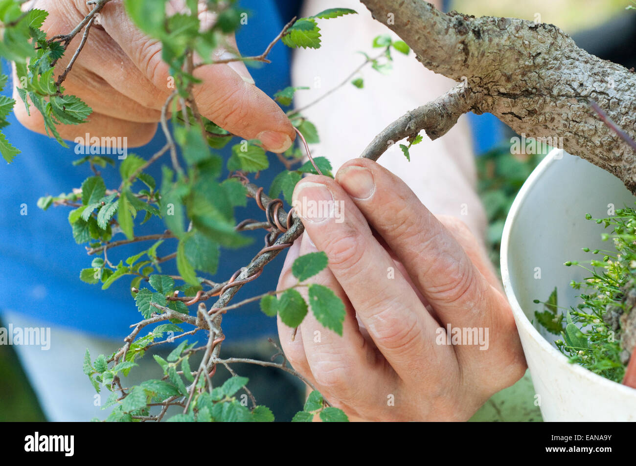 Tending Bonsai Plant Stock Photo - Alamy