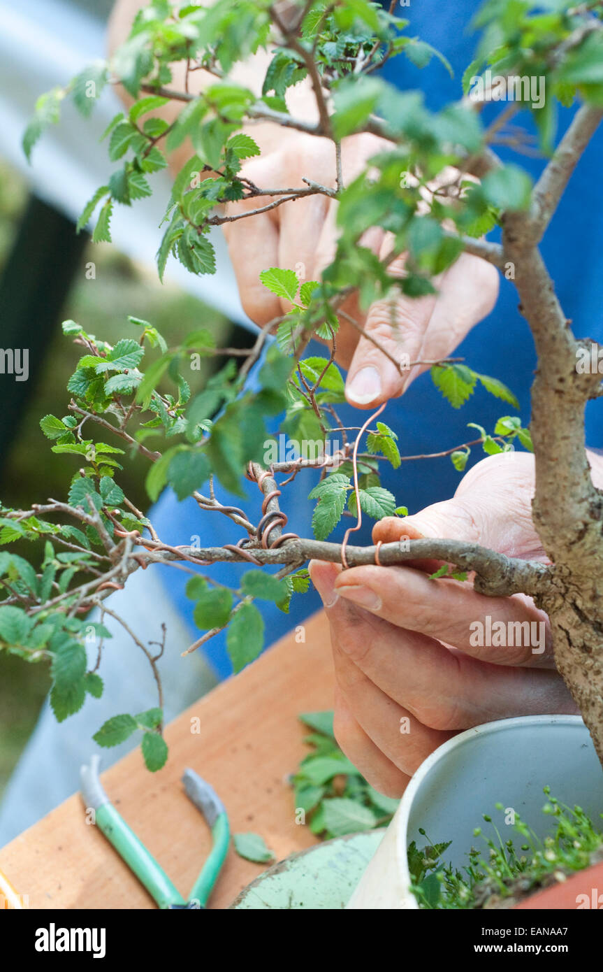 Tending Bonsai Plant Stock Photo - Alamy