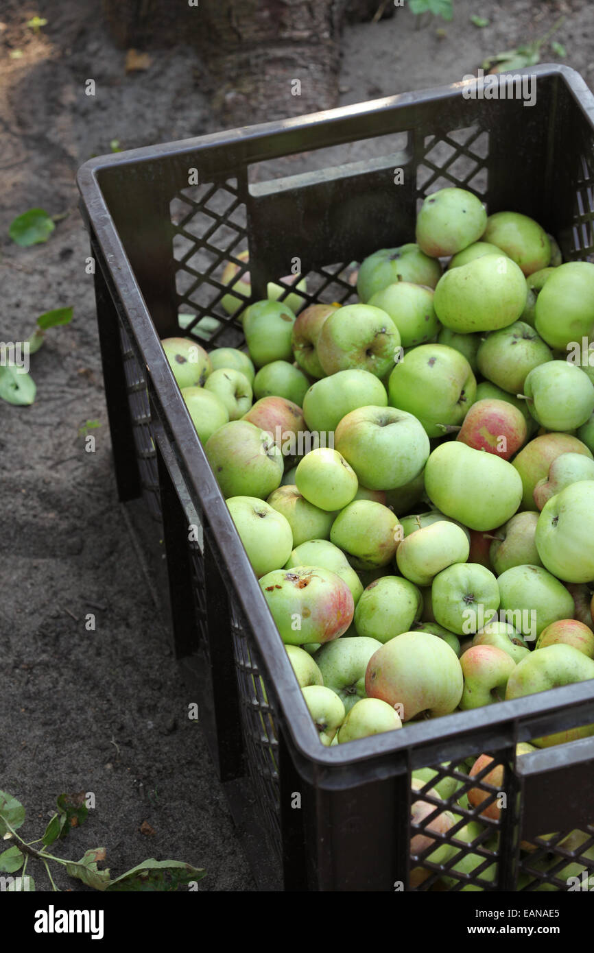 Apples In A Box High Resolution Stock Photography and Images - Alamy