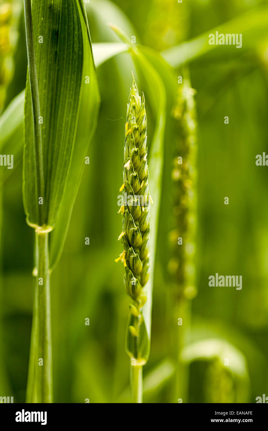 Beautiful corn field design hi-res stock photography and images - Alamy