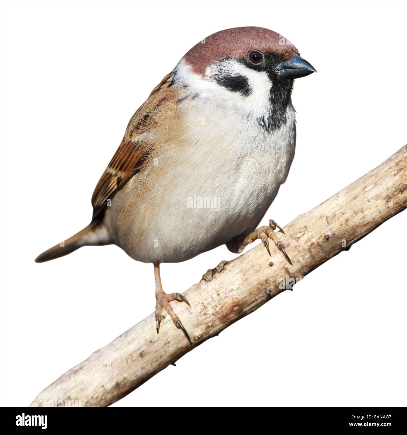 Passer square hi-res stock photography and images - Alamy