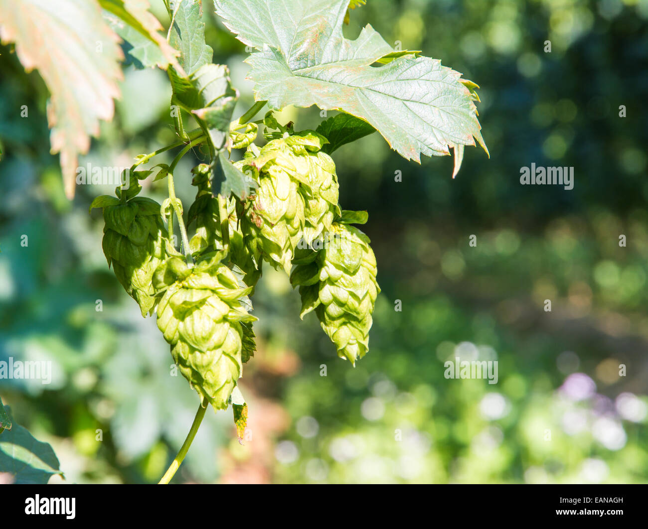 Ripe hops hi-res stock photography and images - Alamy