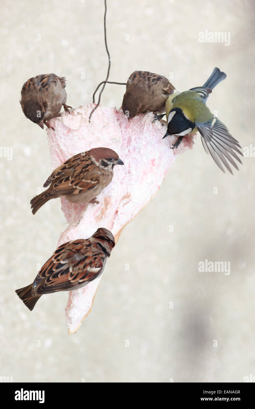 Passer montanus flight hi-res stock photography and images - Alamy