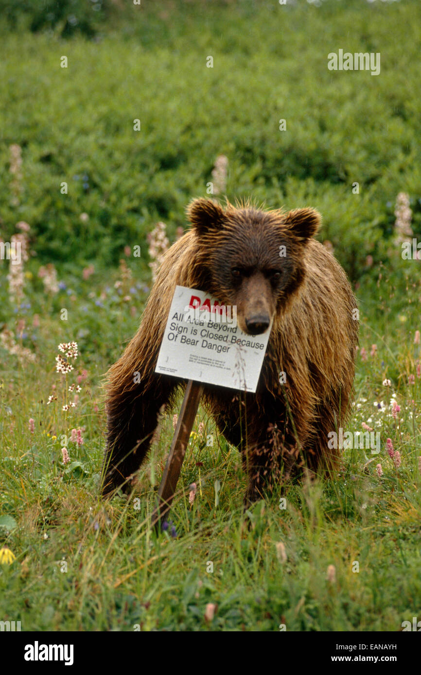 Grizzly Chews Up Danger Bear Sign Interior Ak Denali National Park ...
