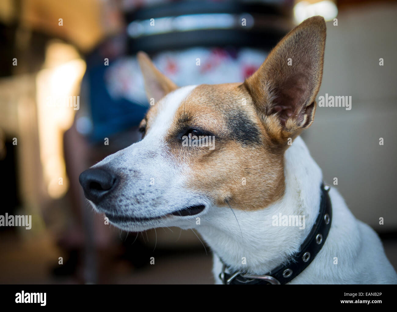 Jack Russell Terrier Dog Stock Photo - Alamy
