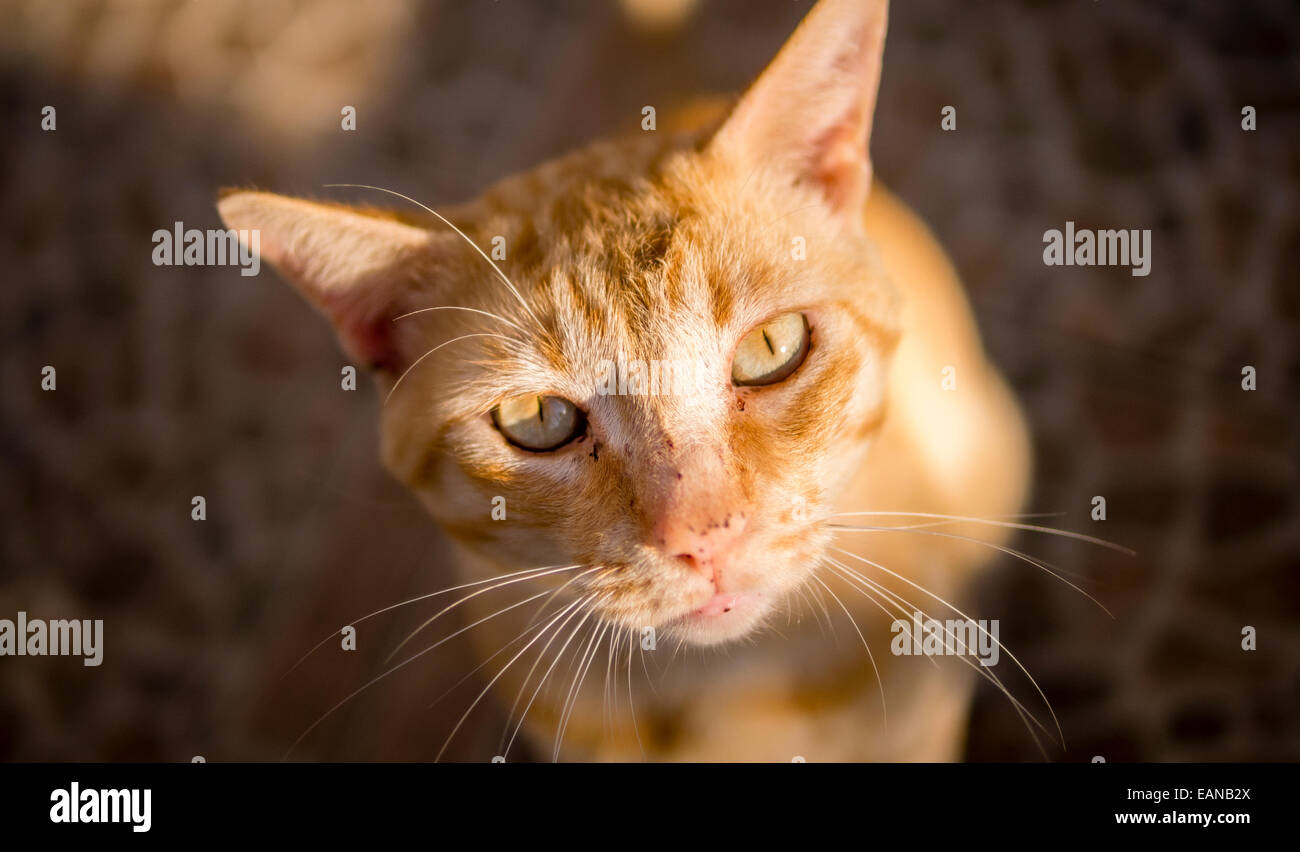 Ginger Cat Looking at Camera Stock Photo - Alamy