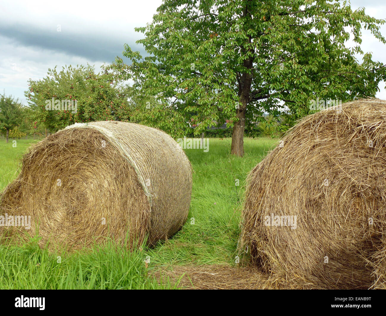 Alexandra hay hi-res stock photography and images - Alamy