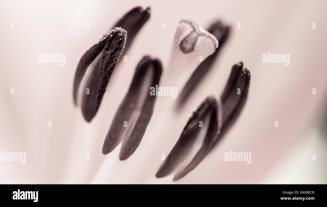 macro image of a lily, showing the detail in textures of stamens and ...