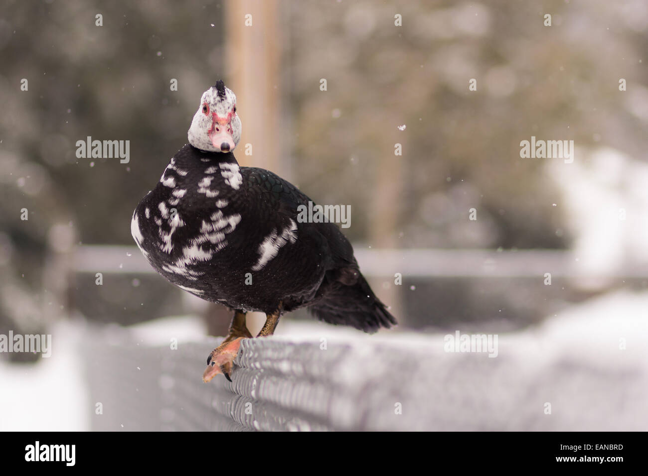 Crazy Looking Bird Stock Photo - Alamy
