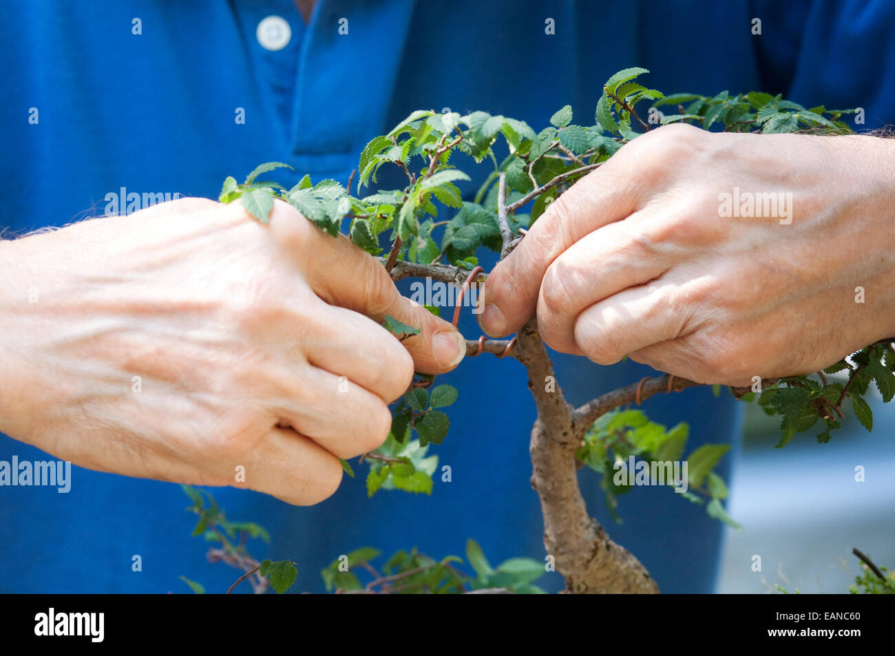 Tending Bonsai Plant Stock Photo - Alamy