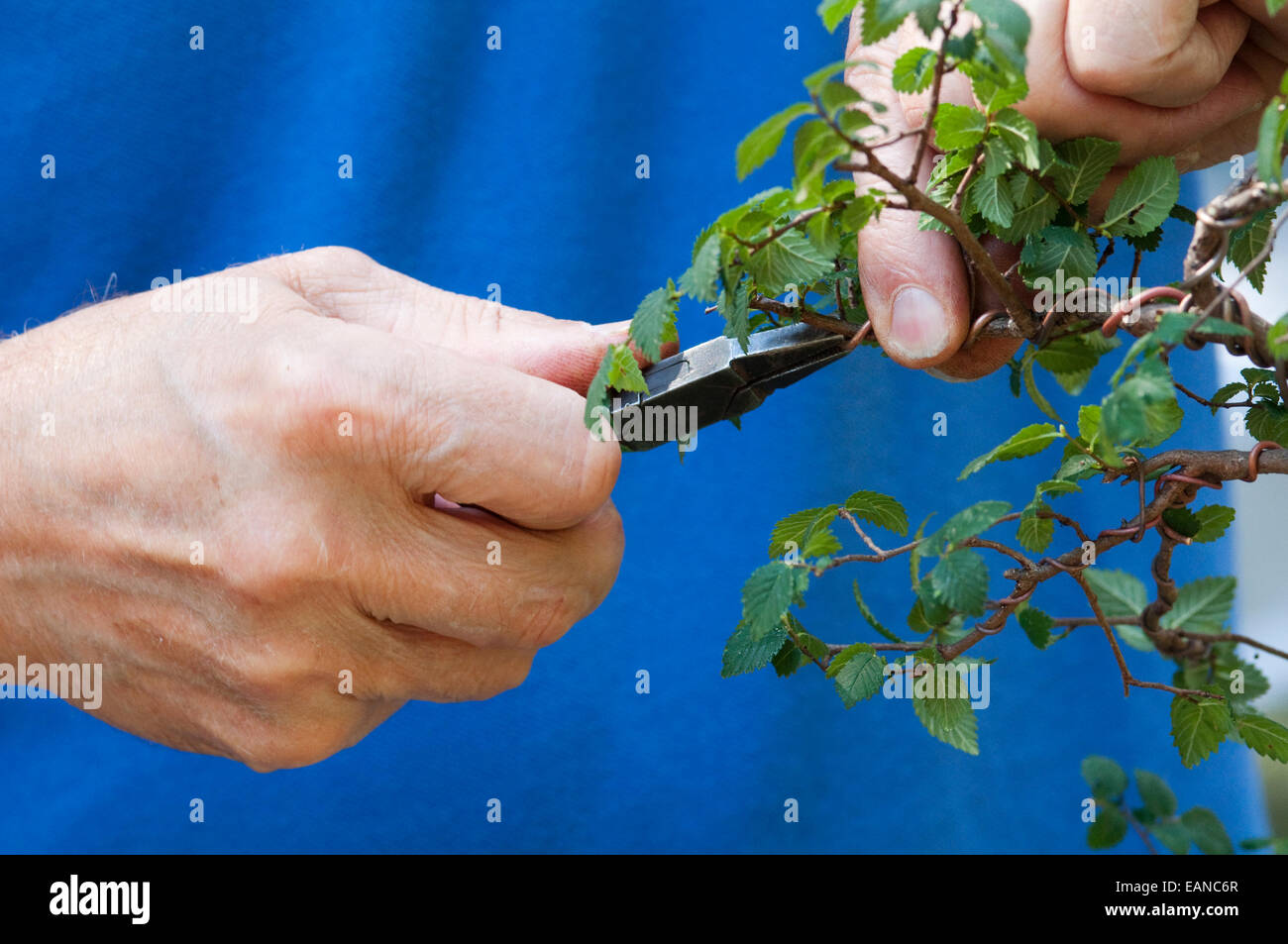 Tending Bonsai Plant Stock Photo - Alamy