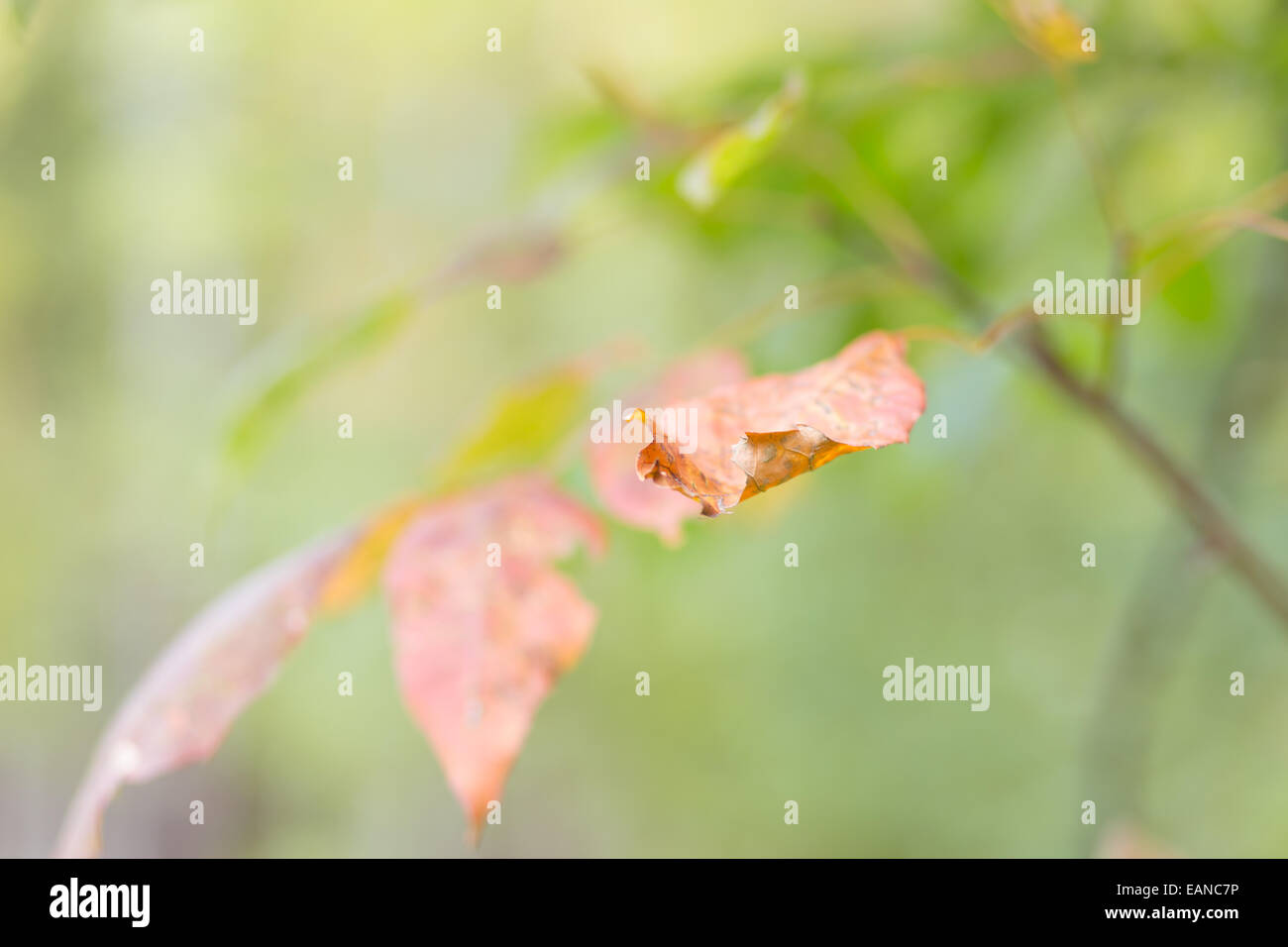 Simple things hi-res stock photography and images - Alamy