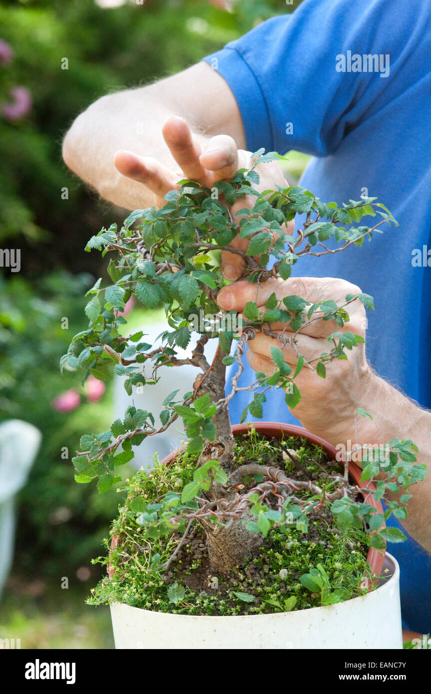 Tending Bonsai Plant Stock Photo - Alamy