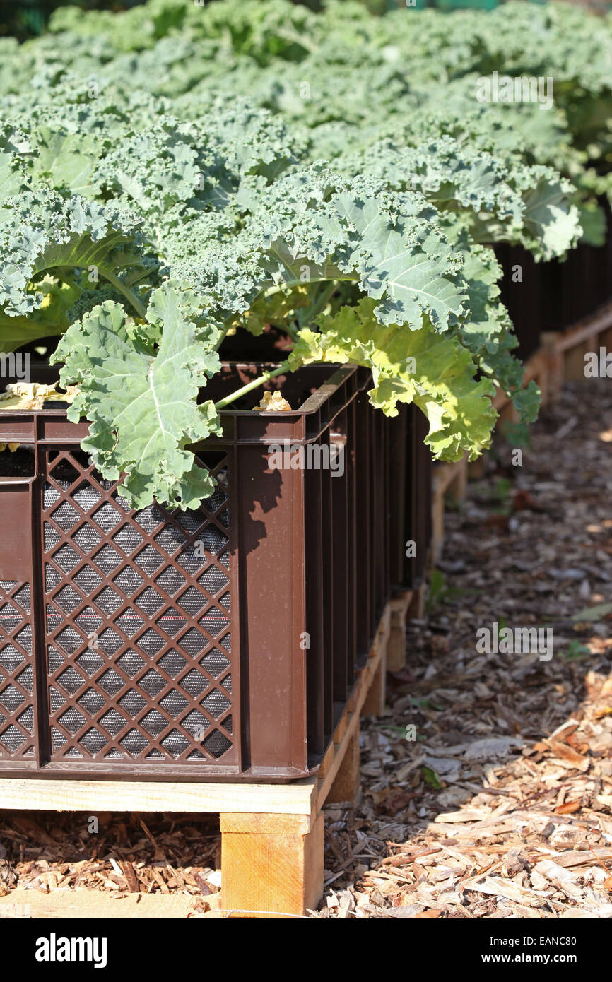 Growing herbs in boxes hi-res stock photography and images - Alamy