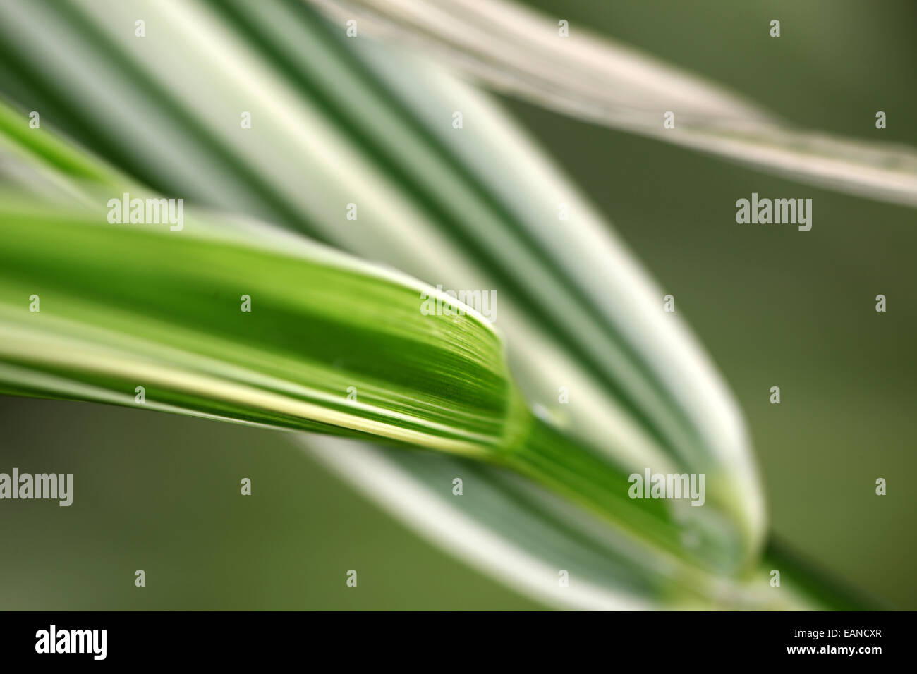 Giant reed grass arundo donax variegata garden plant hi-res stock ...