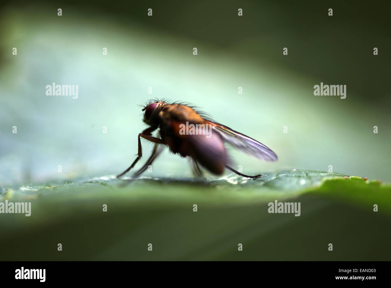 Cabbage root fly hi-res stock photography and images - Alamy