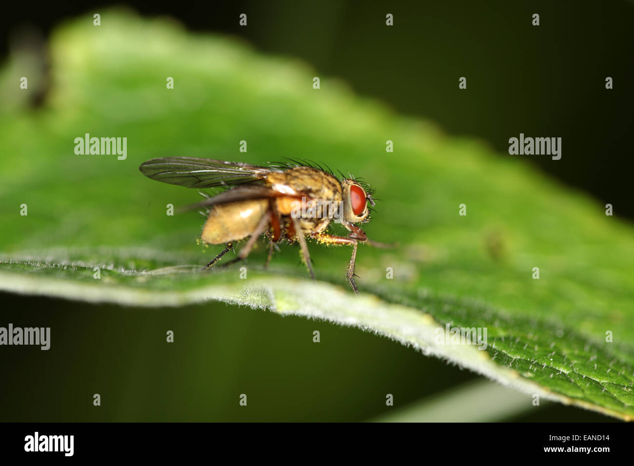 Cabbage root fly delia radicum hi-res stock photography and images - Alamy