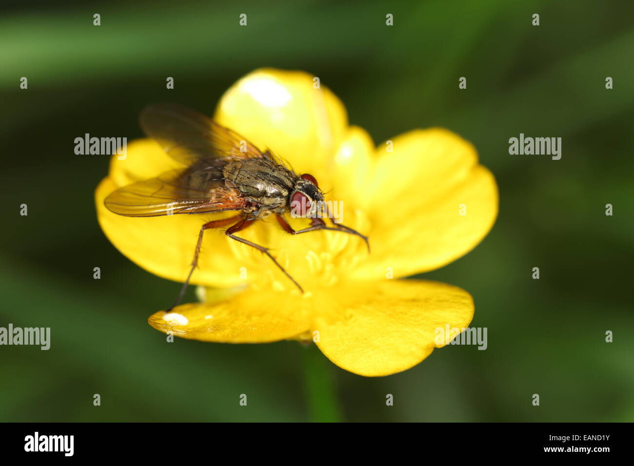 Delia radicum hi-res stock photography and images - Alamy
