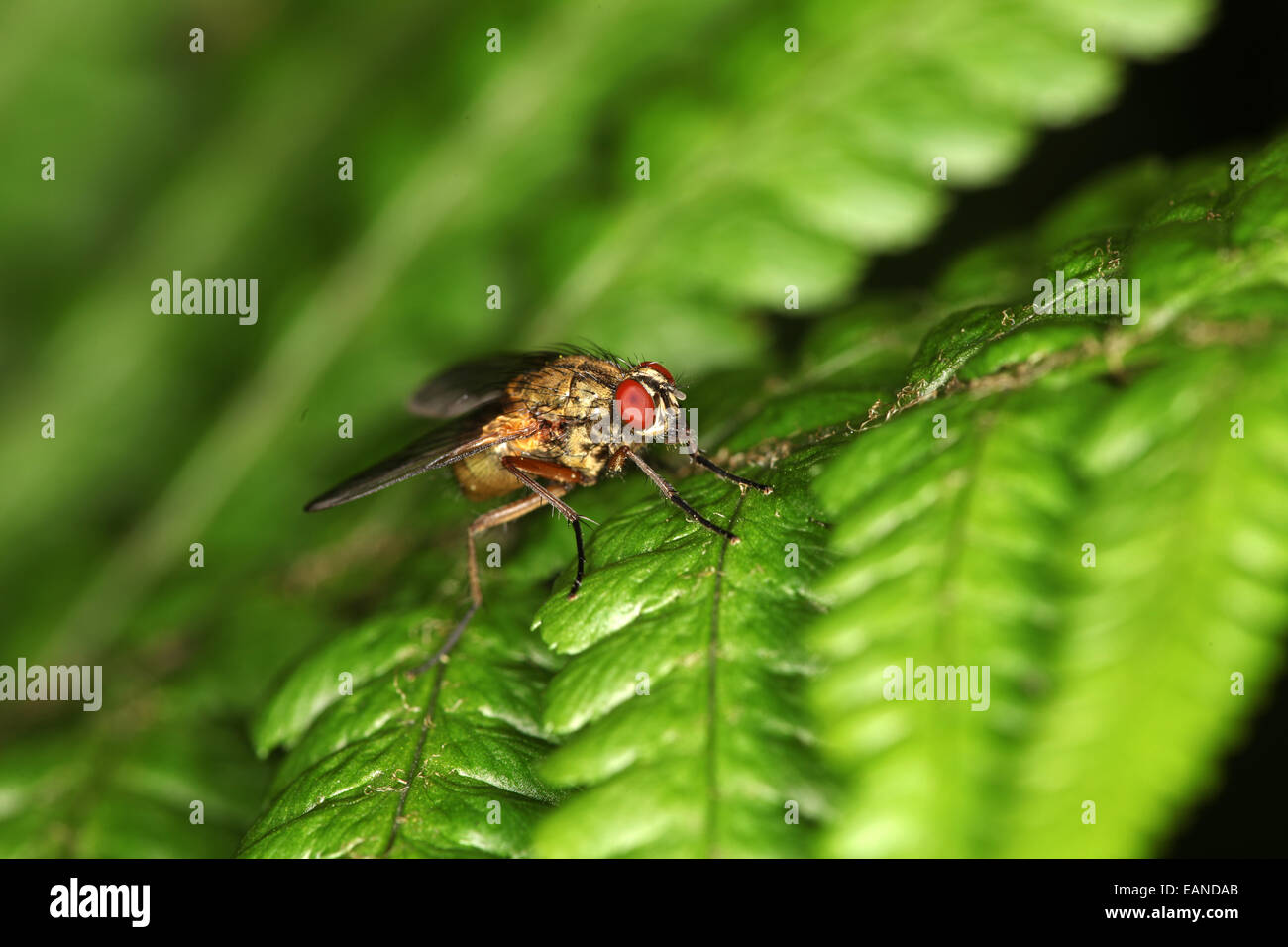 Delia Radicum Stock Photos & Delia Radicum Stock Images - Alamy
