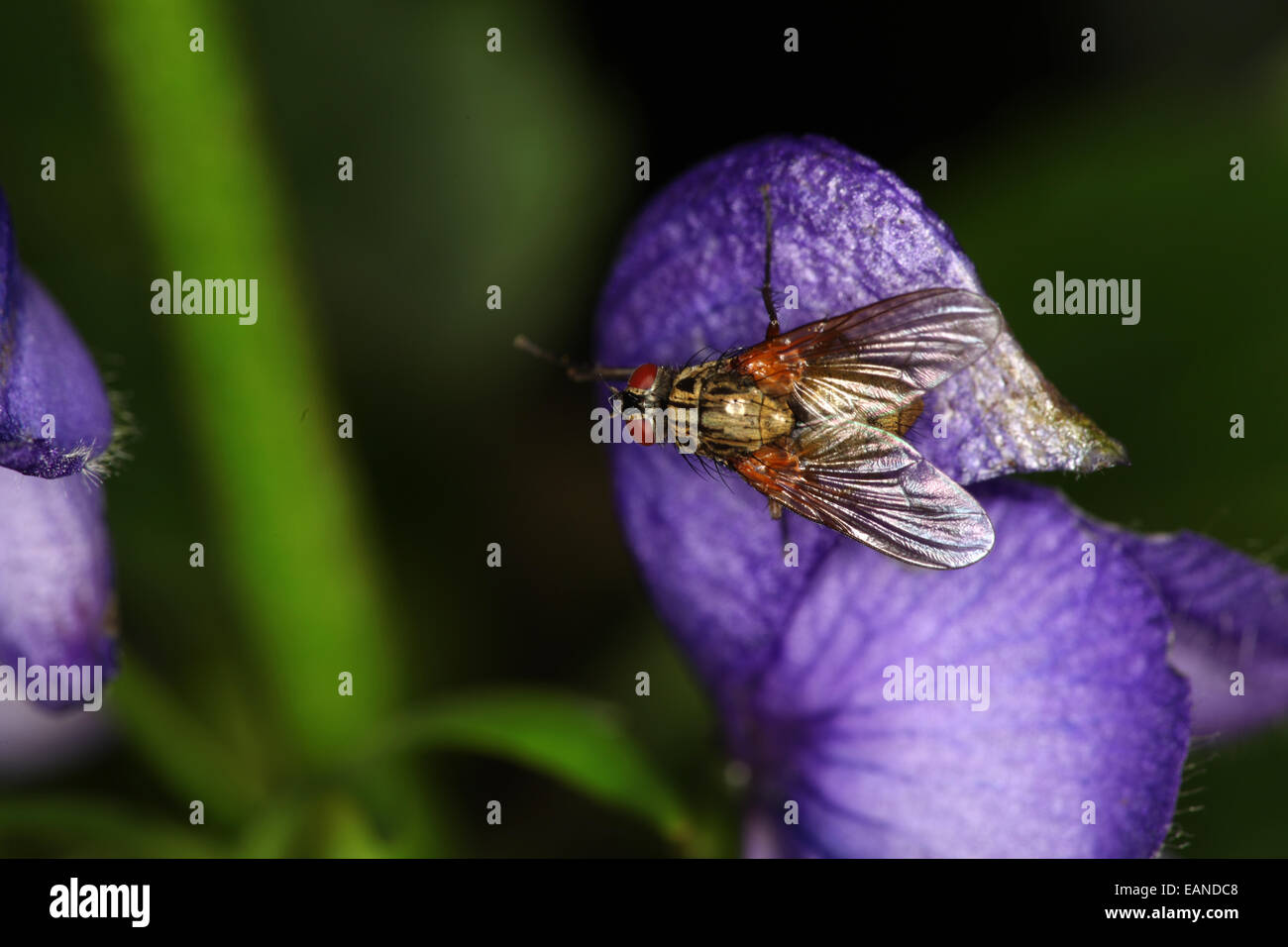Cabbage root fly delia radicum hi-res stock photography and images - Alamy
