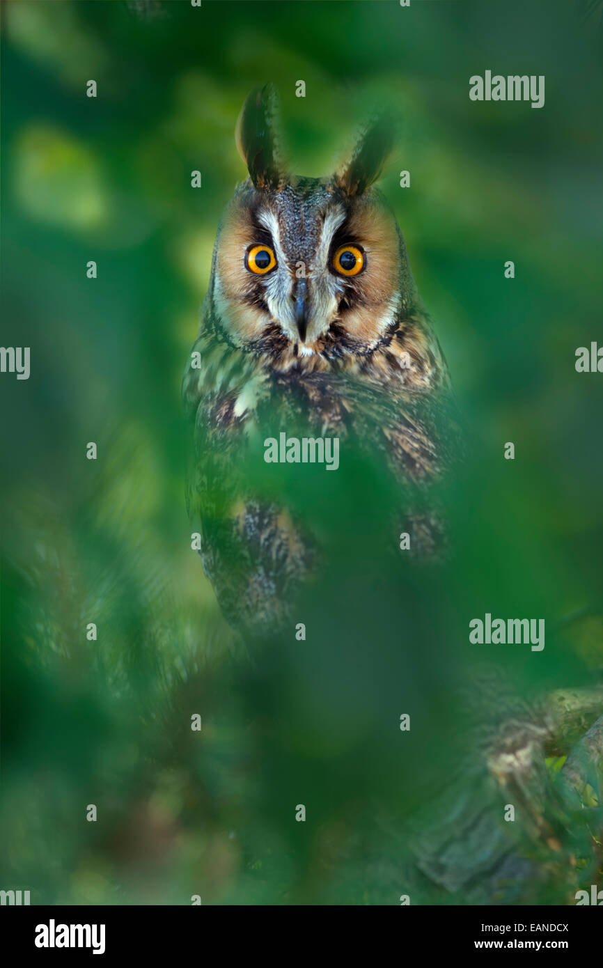 Night forest bird hi-res stock photography and images - Alamy