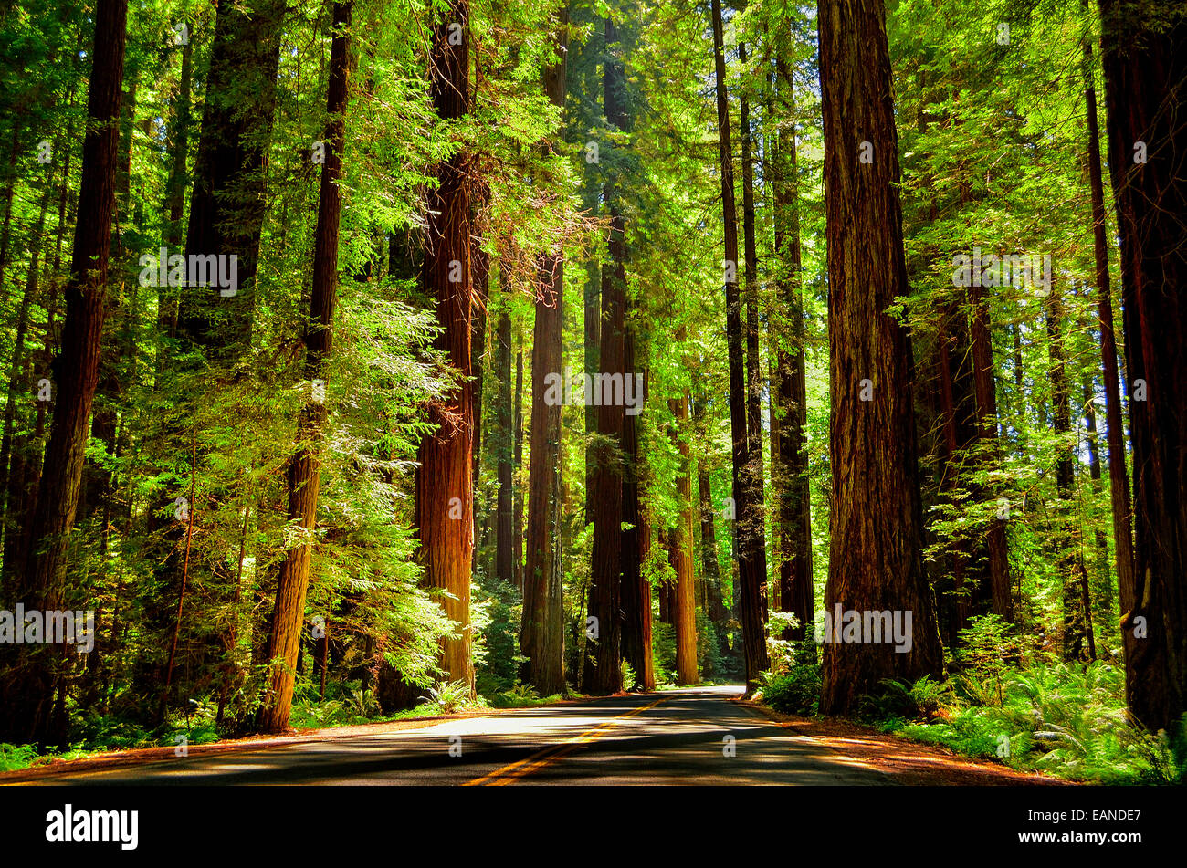 Path through redwood trees hi-res stock photography and images - Alamy