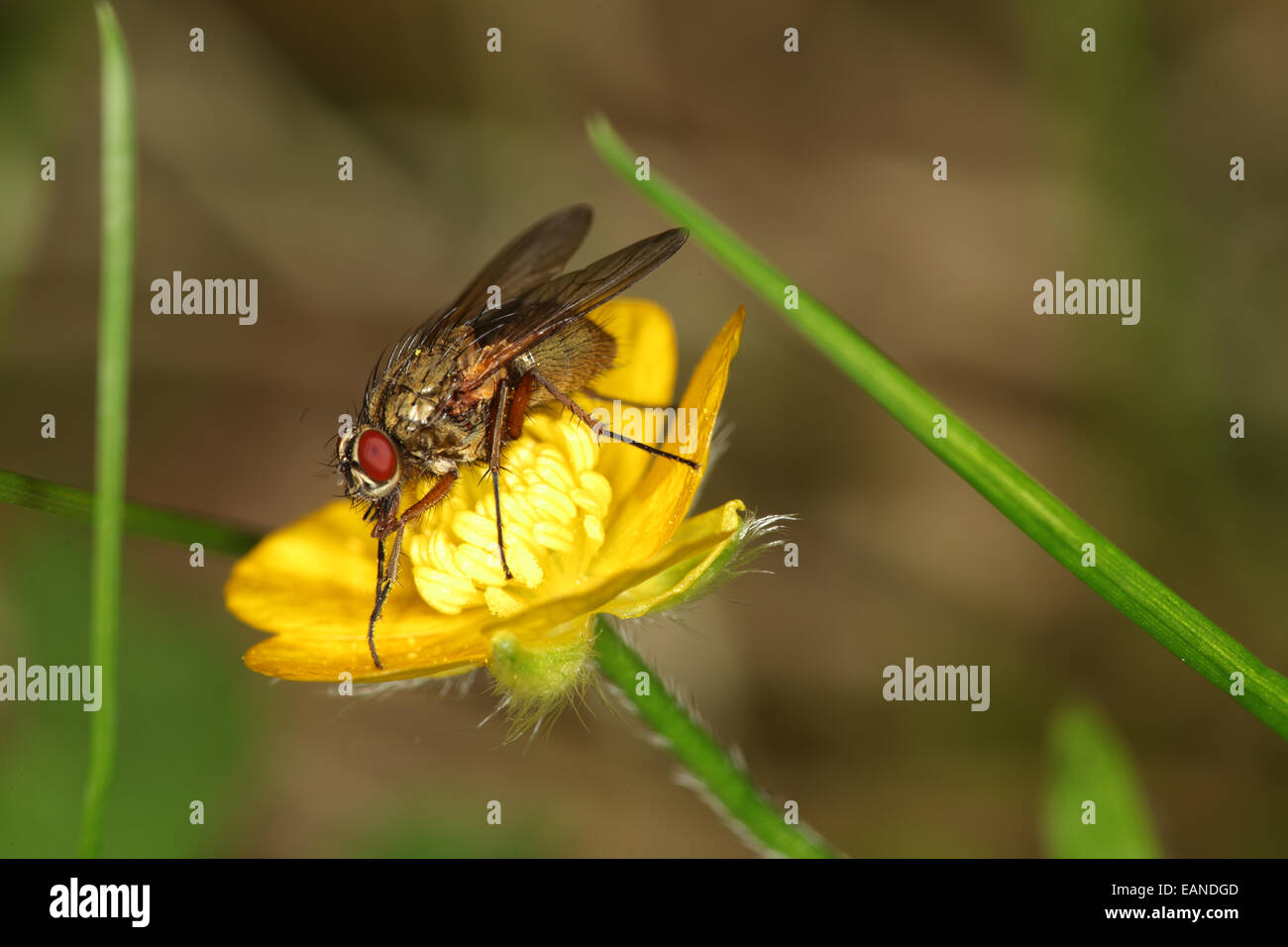 Cabbage root fly delia radicum hi-res stock photography and images - Alamy