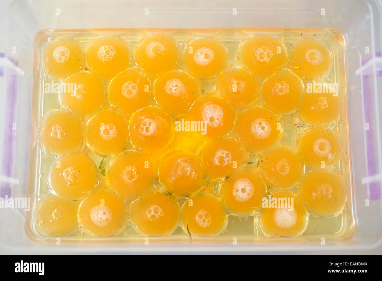 Yolk-like spheres of vodka and tomato 'Prairie Oyster' cocktail ...