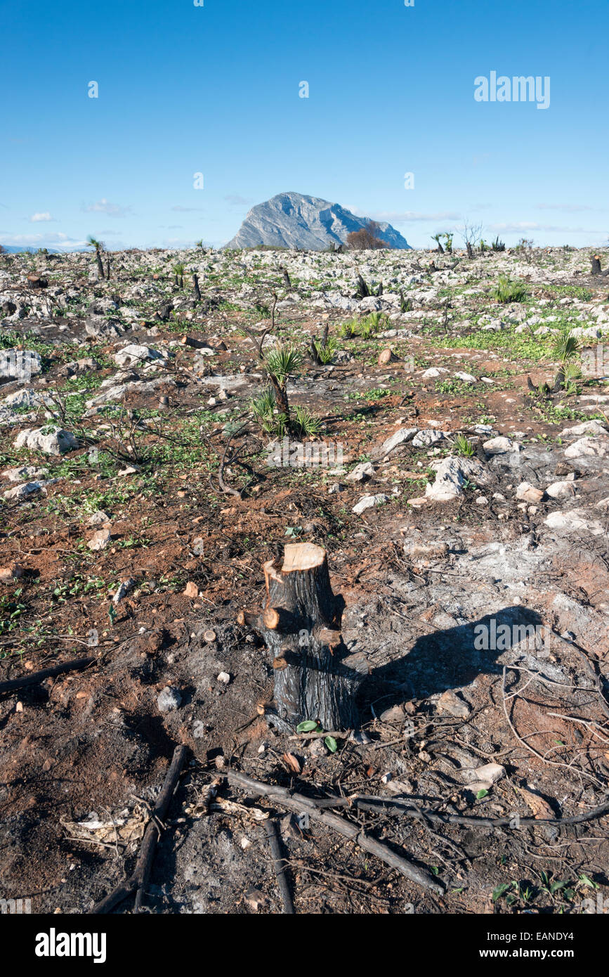 A barren landscape after a wildfire or forest fire at Cap de Sant ...