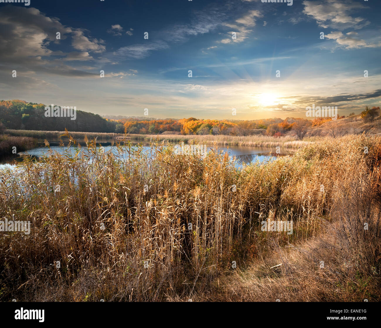 Yellow reeds by river hi-res stock photography and images - Alamy