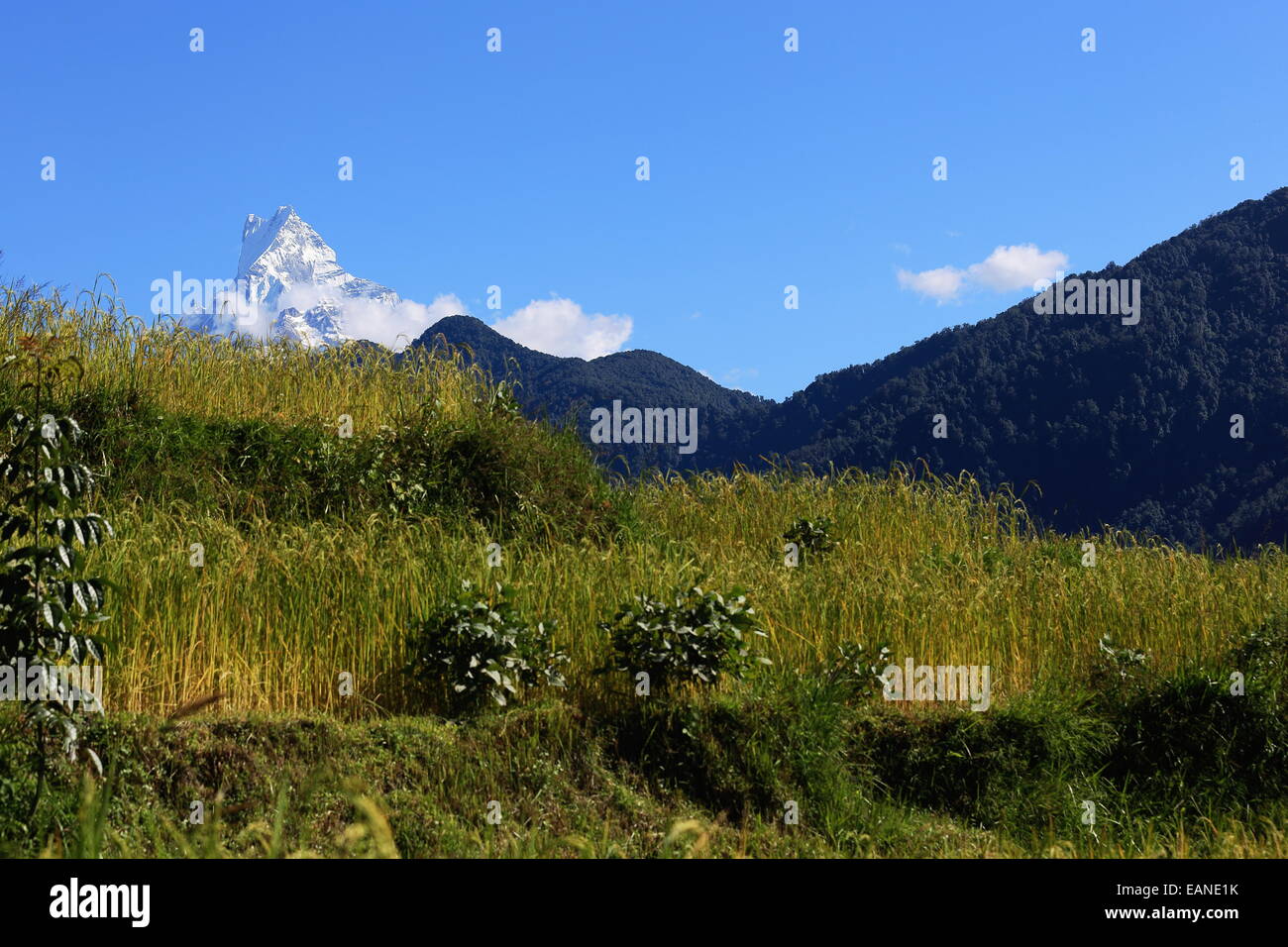 The 6993 ms.high Machhapuchhre-Machapuchare-Fish.s Tail mount in the ...