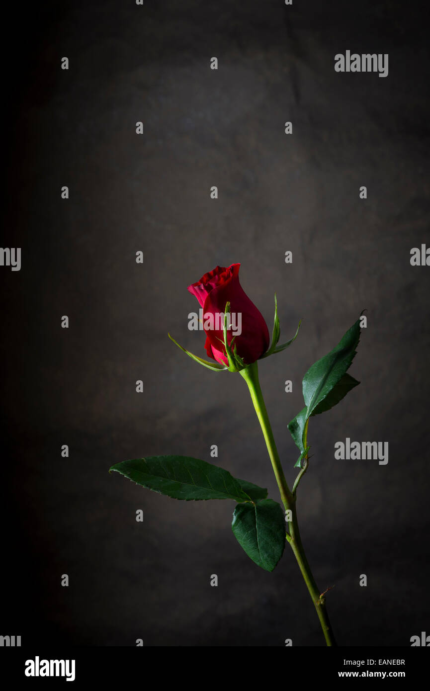 Single rose hi-res stock photography and images - Alamy