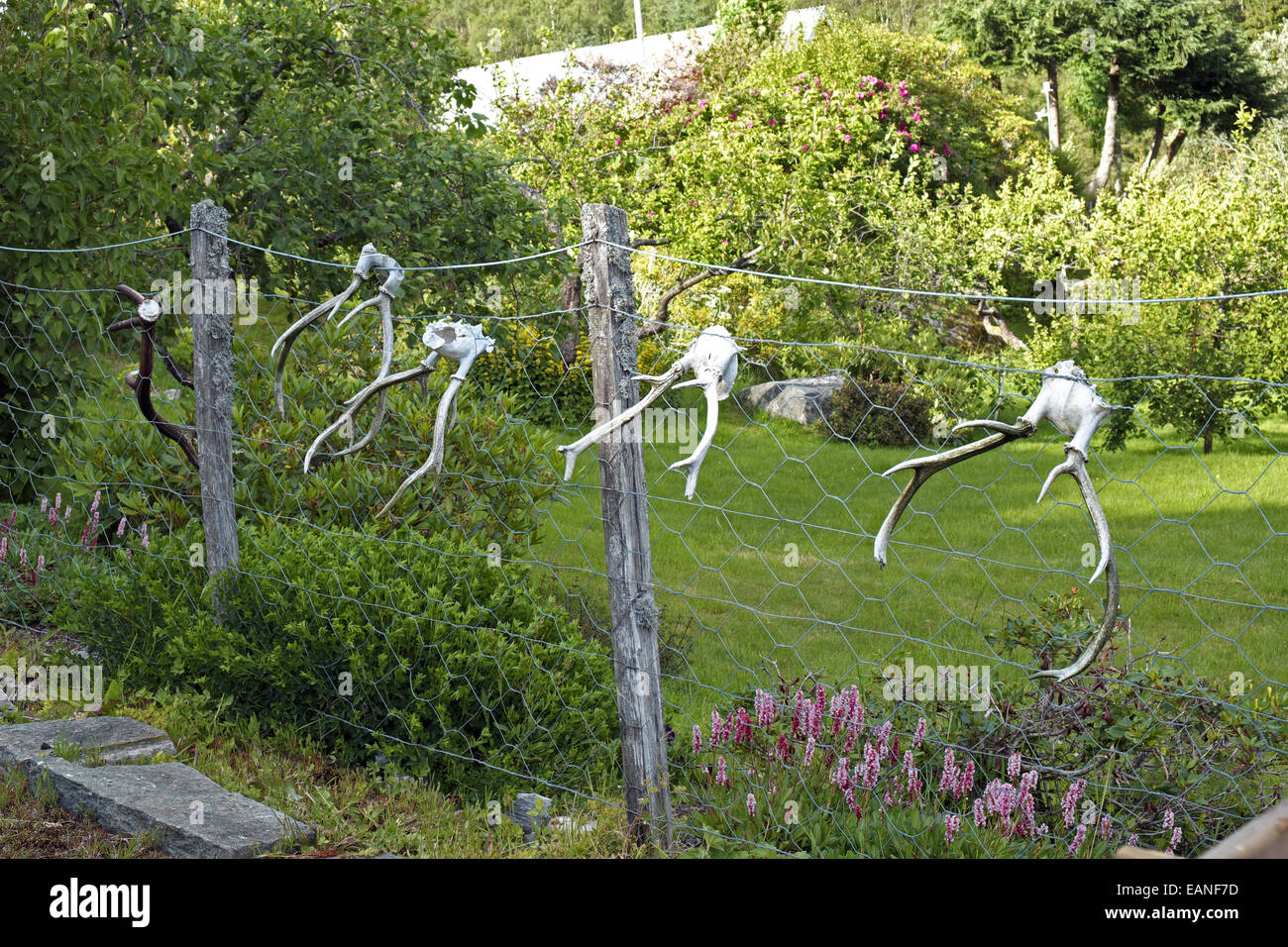 Deer antlers displayed on a garden fence - Tangedal, Hordaland, Norway ...