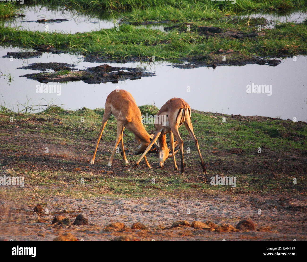 Impala fighting hi-res stock photography and images - Alamy
