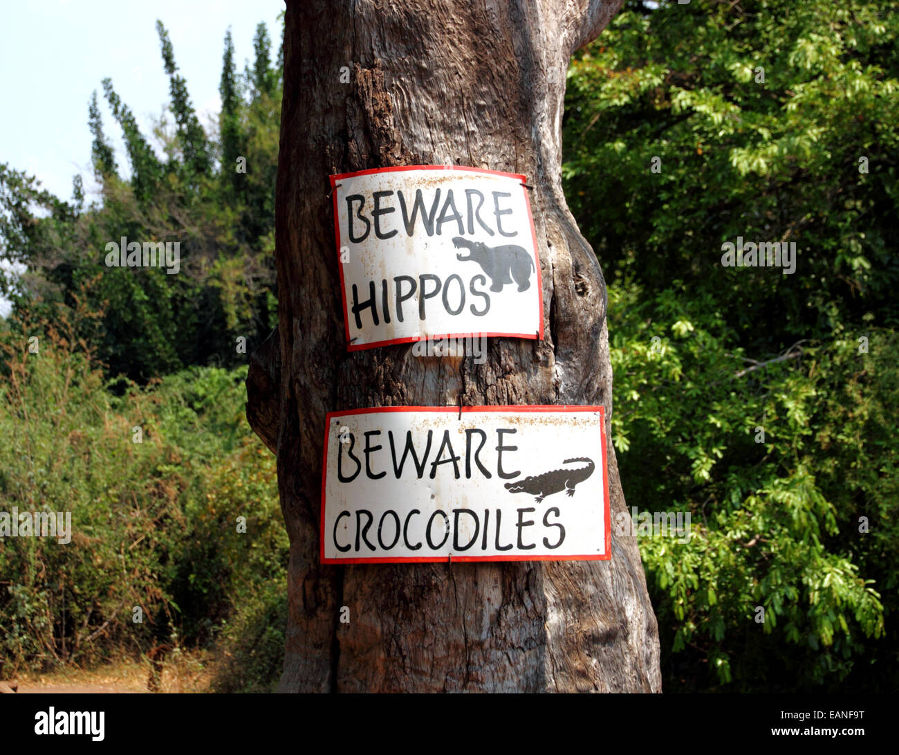 Signs attached to a tree "Beware Hippos" and Beware Crocodiles Stock ...