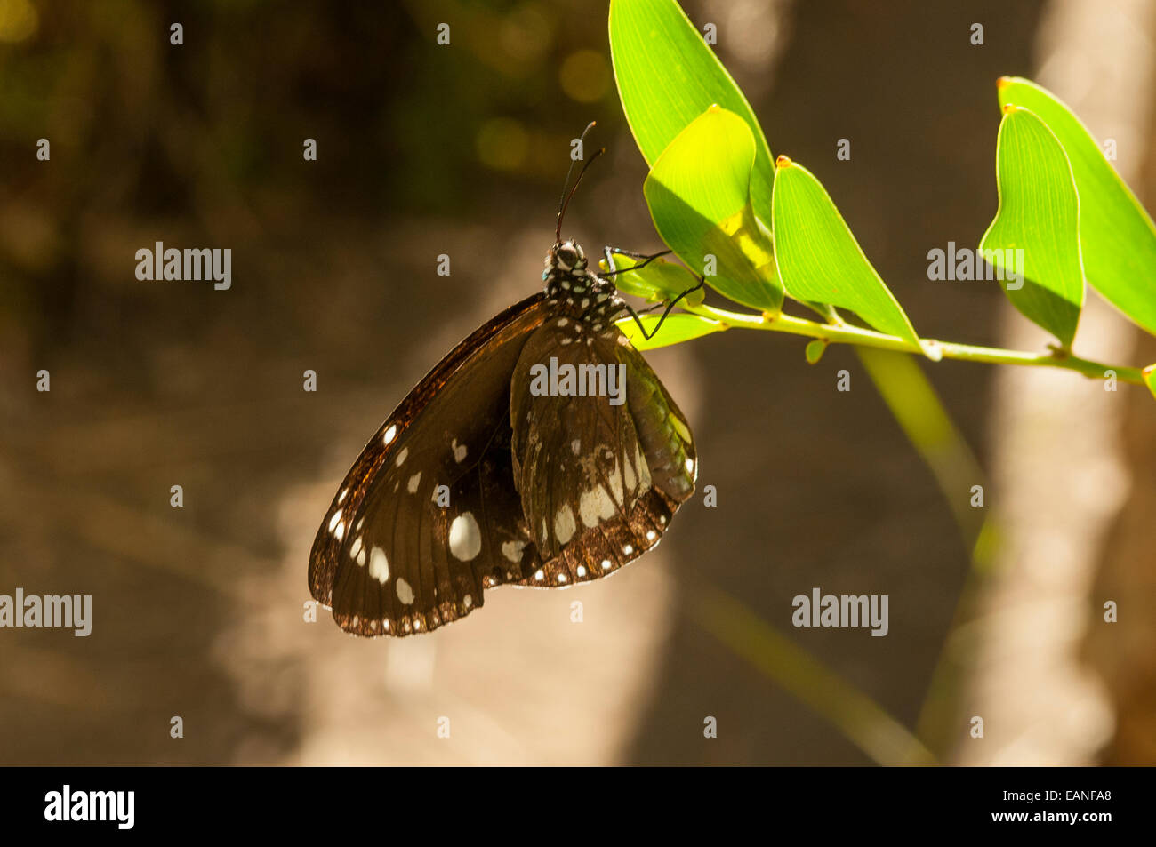 Common Crow Butterfly, Euploea core in Emma Gorge, El Questro, the ...