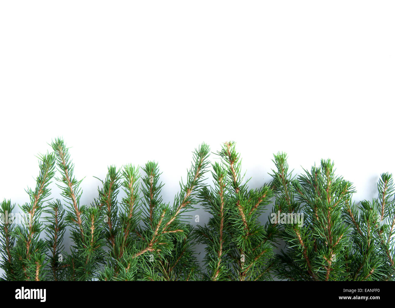 Tree border hi-res stock photography and images - Alamy
