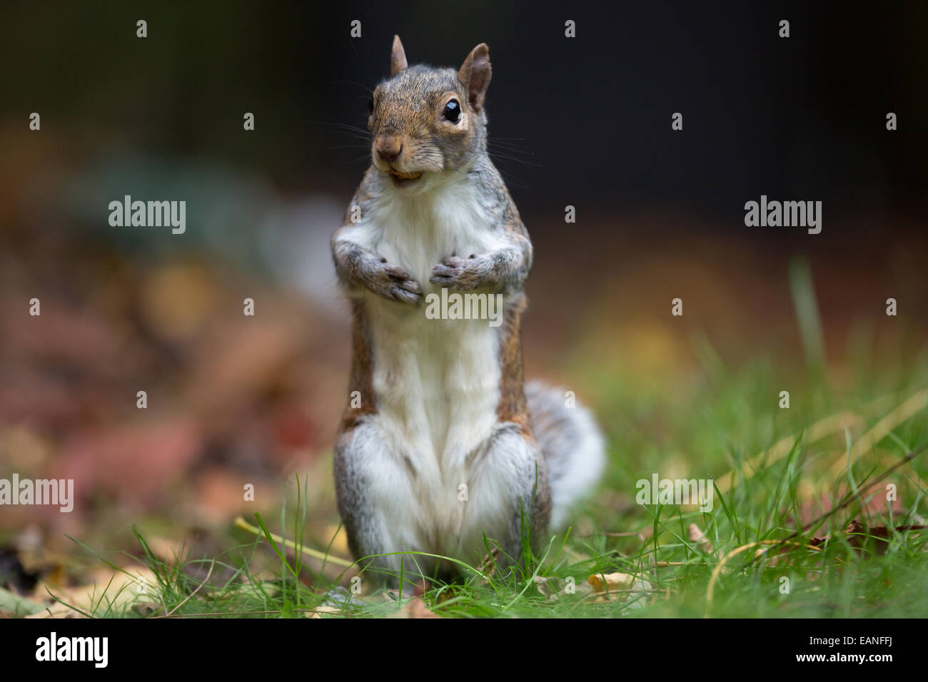 Standing up squirrel hi-res stock photography and images - Alamy