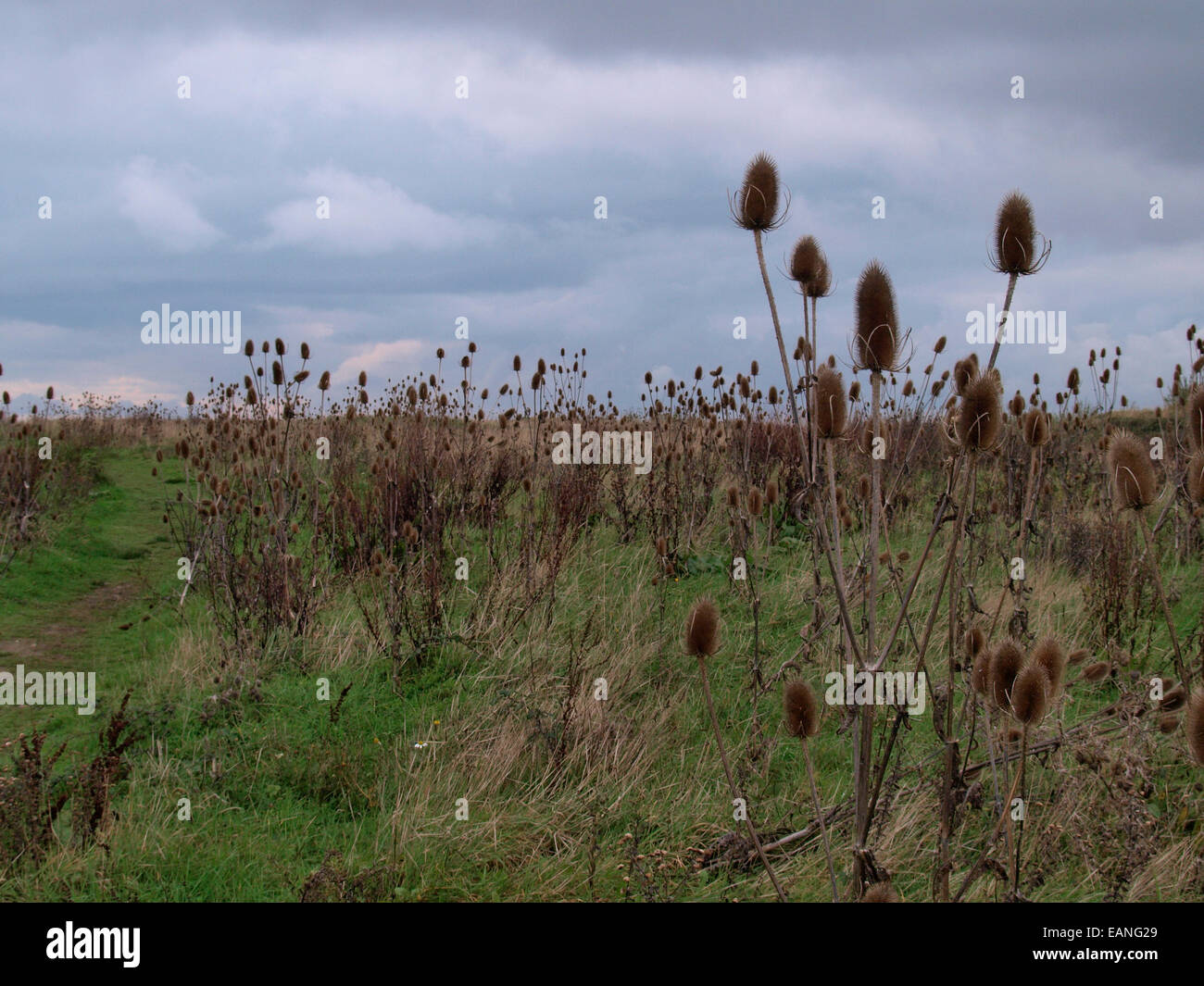 Wild flowers field devon hi-res stock photography and images - Alamy