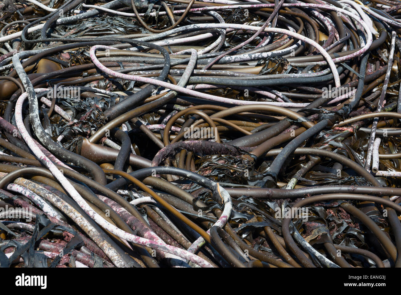 Kelps are large seaweeds (algae) belonging to the brown algae, Cape of ... Kelps are large seaweeds (algae) belonging to the brown algae, Cape of ...