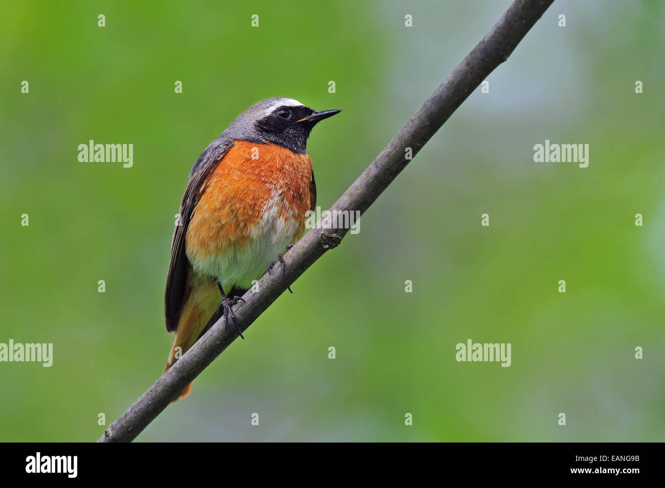 Garden Redstart High Resolution Stock Photography and Images - Alamy