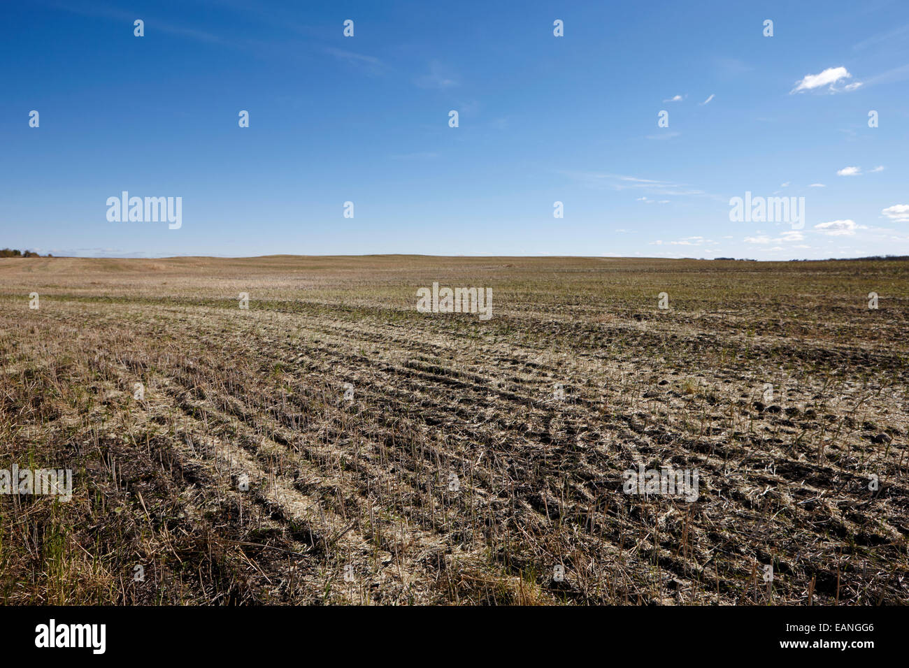 crop stubble in a newly harvested field in rural prairie Saskatchewan ...