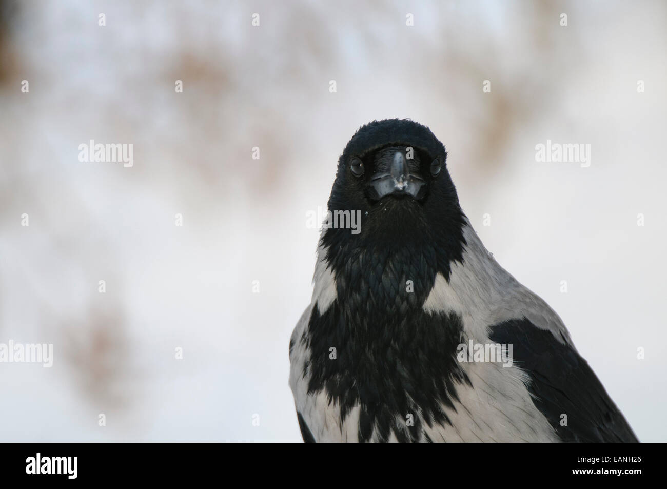 Hooded Crow Corvus cornix Stock Photo - Alamy