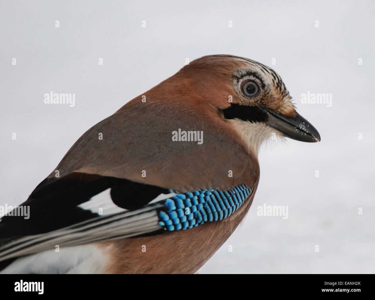 Eurasian Jay Garrulus glandarius standing in snow Stock Photo - Alamy