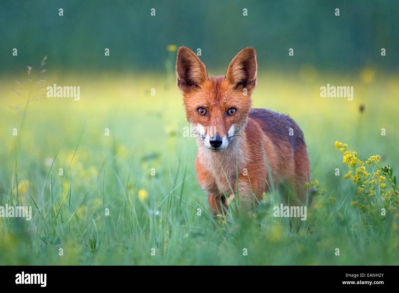 Red fox looking at the camera Stock Photo - Alamy